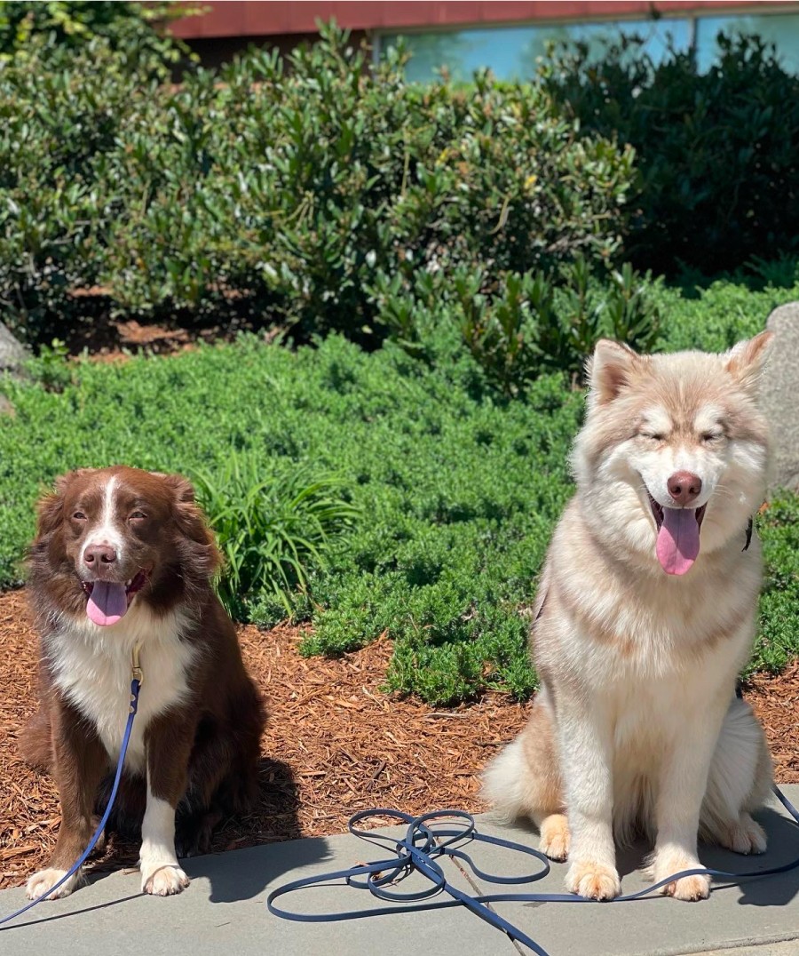 Adult Dog Training- Love in the Lead